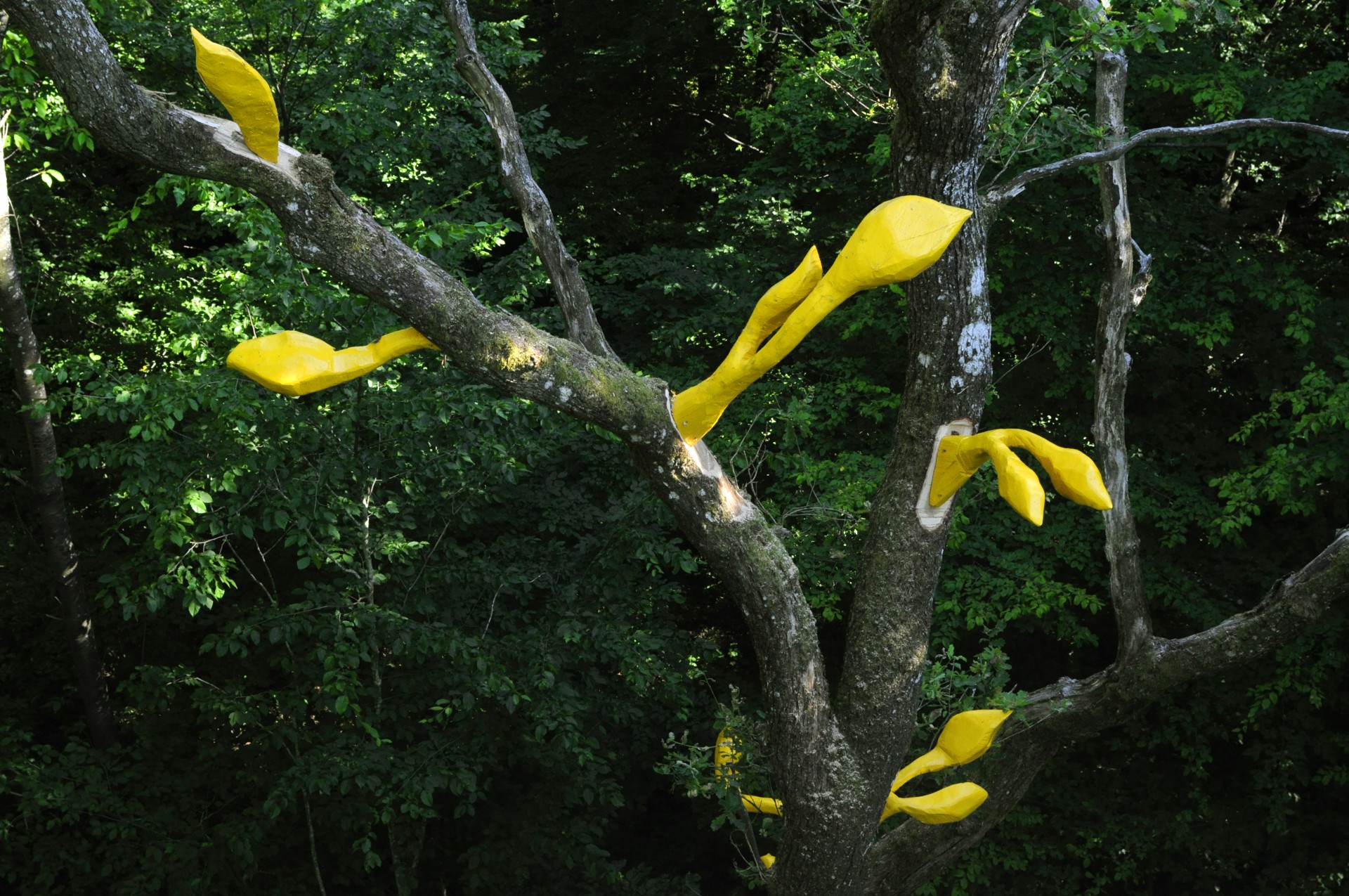 Padauk Tree - Vent des Forêts