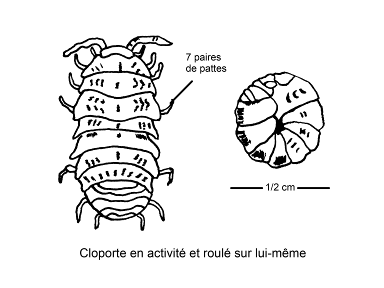court_circuit_poste1_cloporte - Vent des Forêts