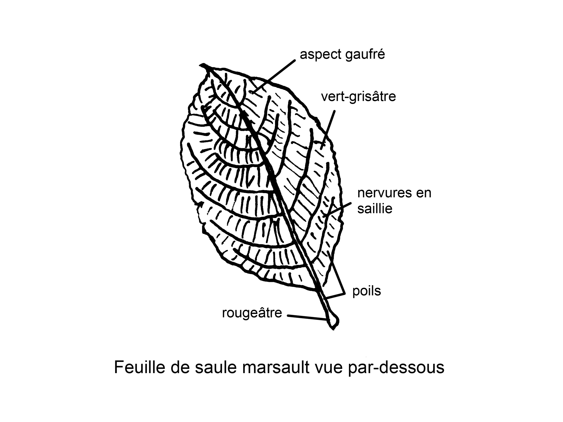 gros_charme_poste12_feuille_de_saule_marsault - Vent des Forêts