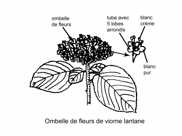 marcaulieu_poste_16_evolution_de_l_etendue_fore - Vent des Forêts marcaulieu_poste_16_evolution_de_l_etendue_fore - Vent des Forêts